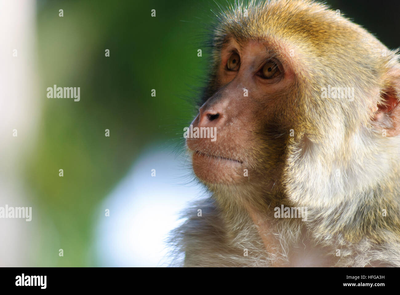 Rhesus affe -Fotos und -Bildmaterial in hoher Auflösung – Alamy
