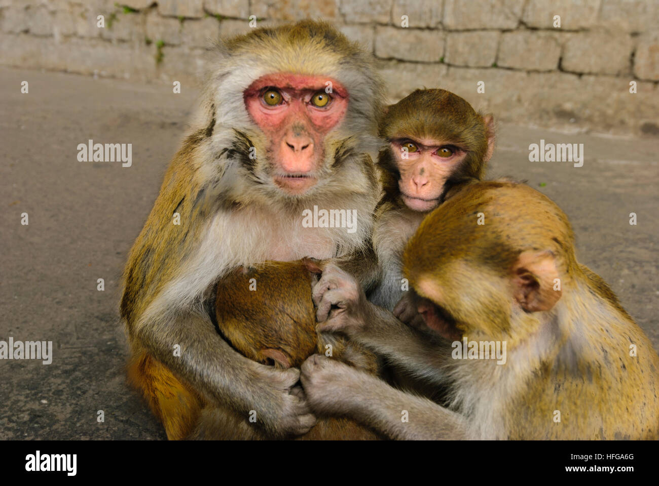 Rhesus affe -Fotos und -Bildmaterial in hoher Auflösung – Alamy