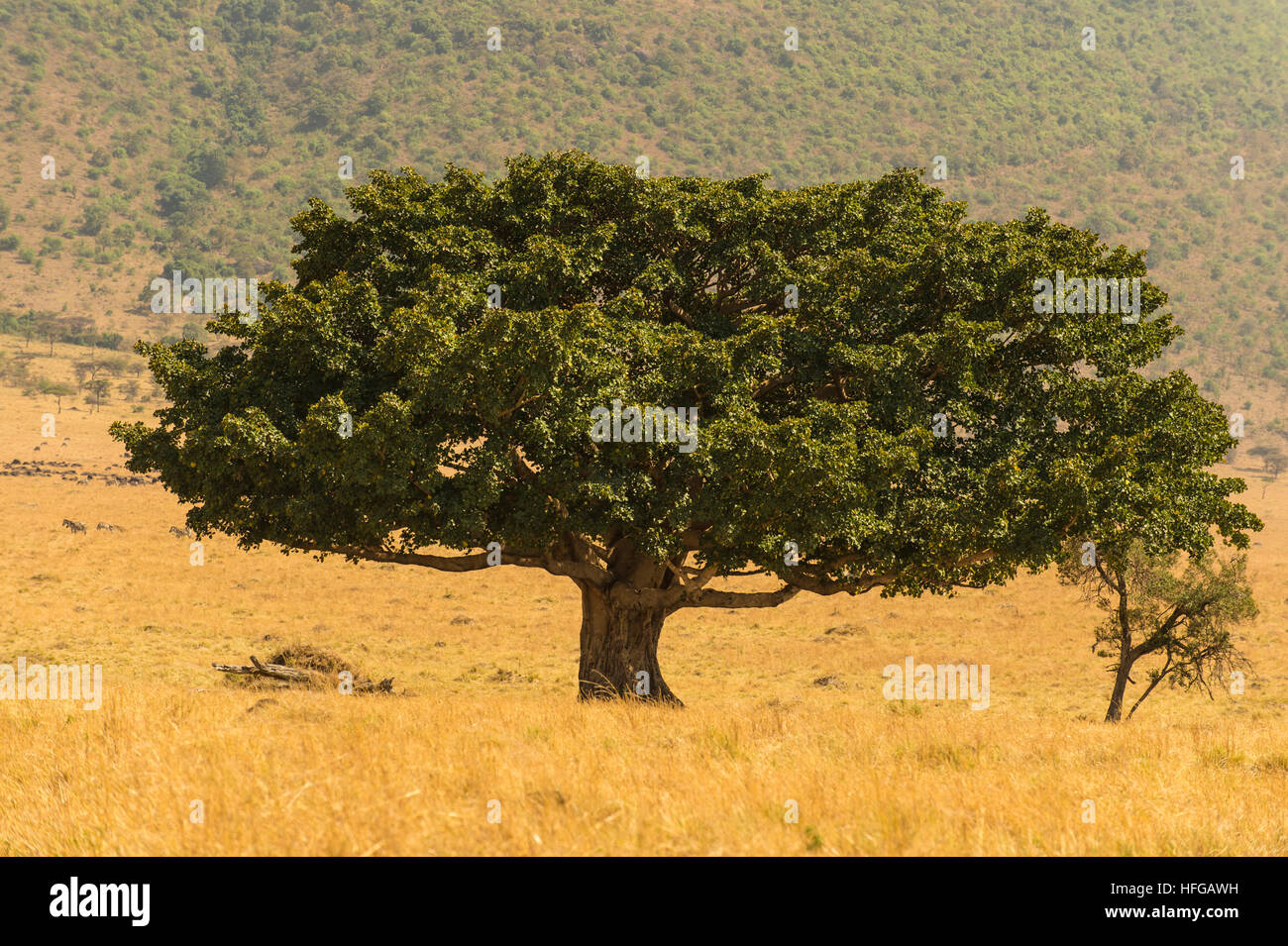 Dreieck feigenbaum -Fotos und -Bildmaterial in hoher Auflösung – Alamy