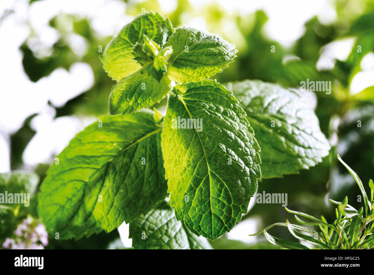Mentha variegata -Fotos und -Bildmaterial in hoher Auflösung – Alamy