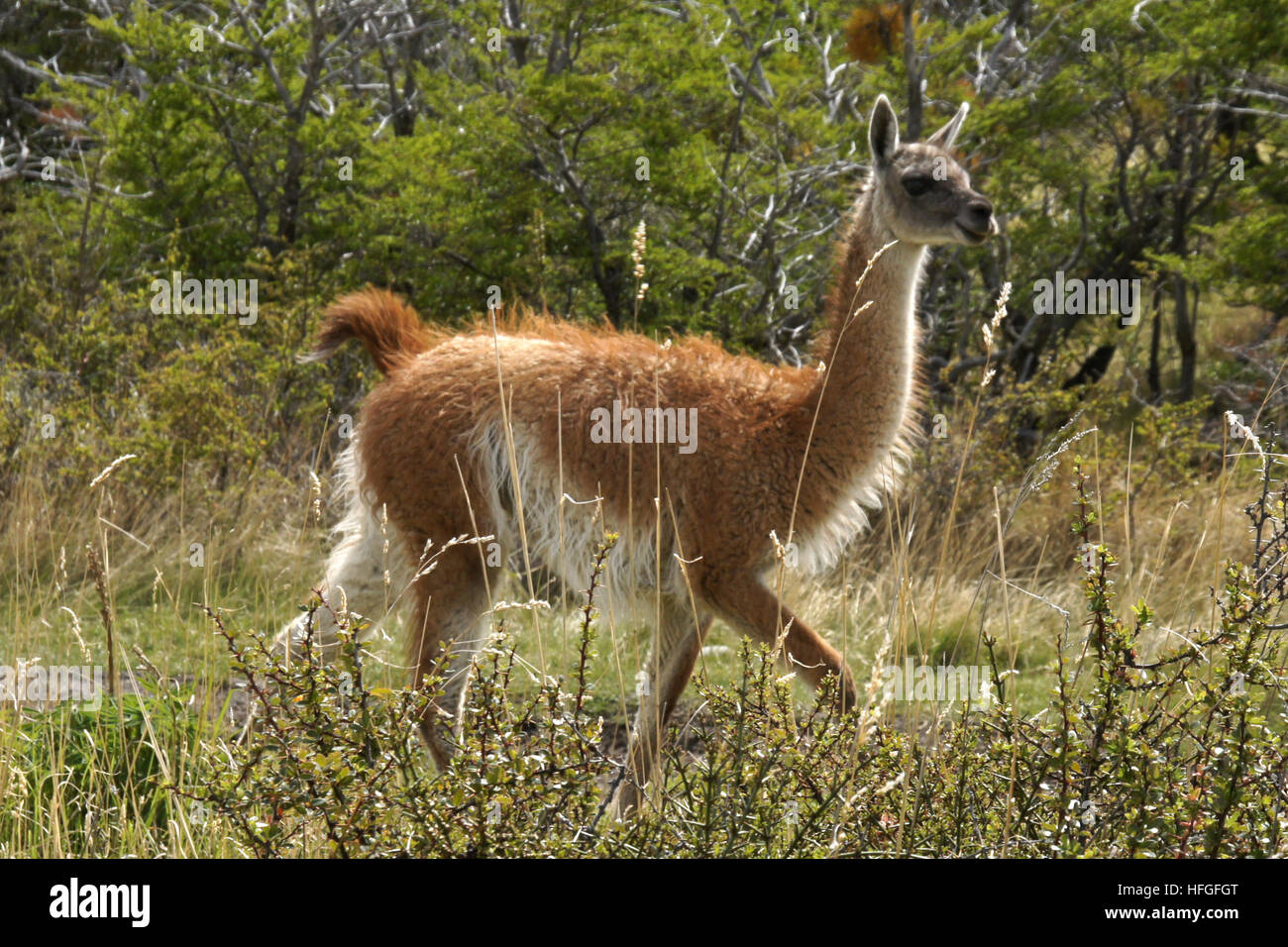 Guanako im Torres del Paine NP, Patagonien, Chile Stockfotografie - Alamy