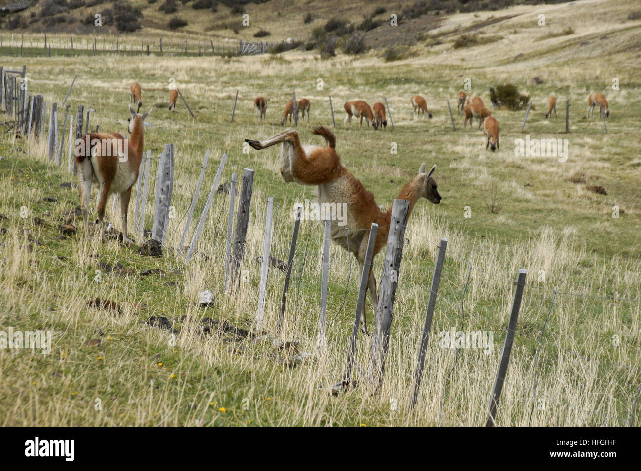 Guanako springen Zaun, Torres del Paine NP, Patagonien, Chile ...