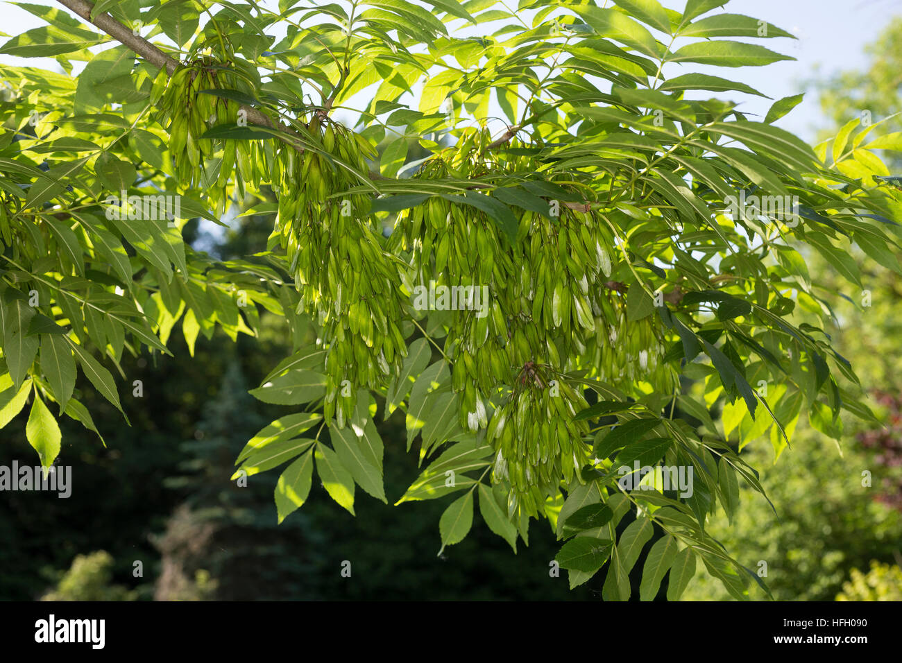 Gemeine esche -Fotos und -Bildmaterial in hoher Auflösung – Alamy