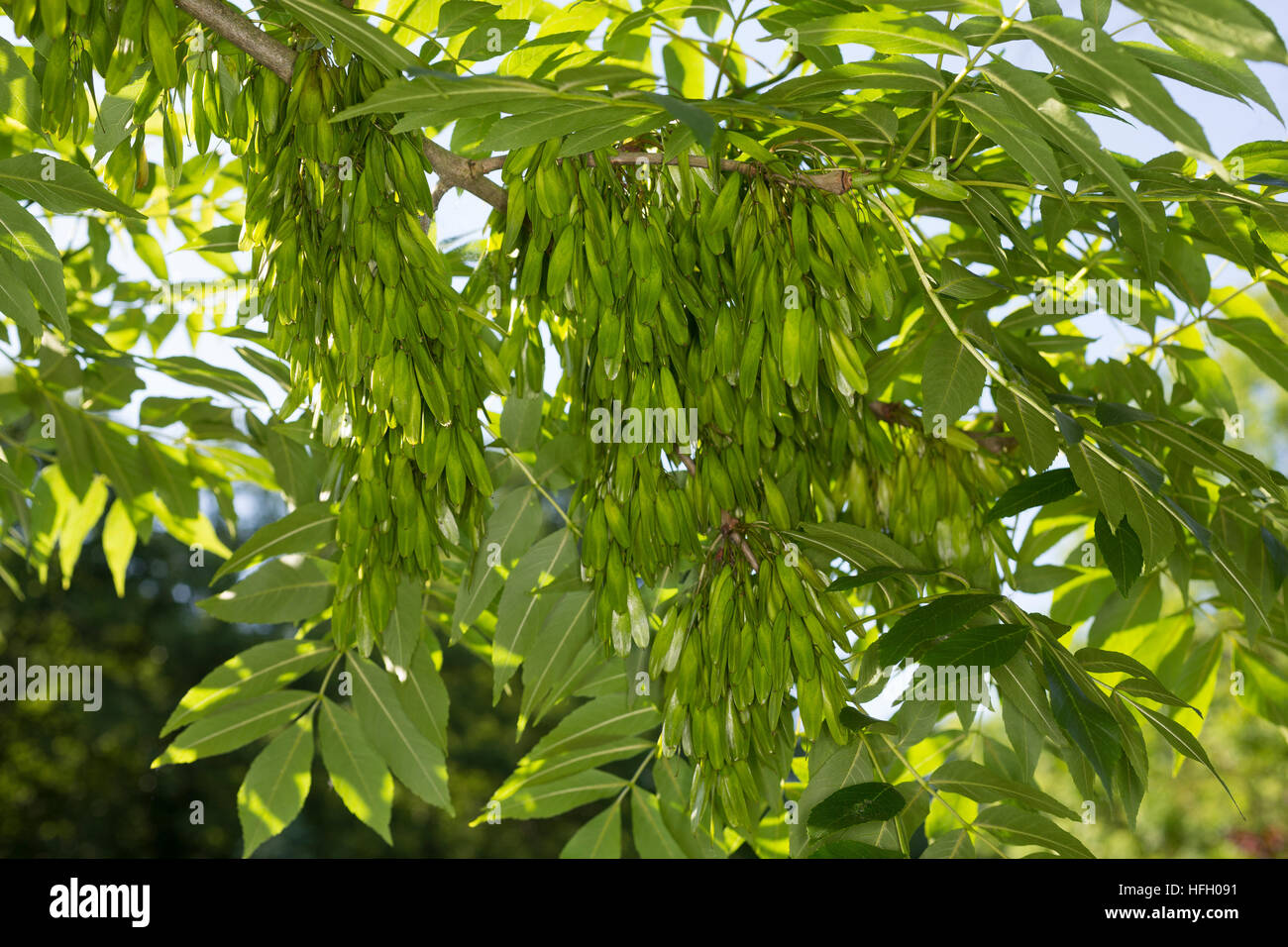 Gemeine Esche, Gewöhnliche Esche, Blätter, Blatt Und Unreife, Grüne ...