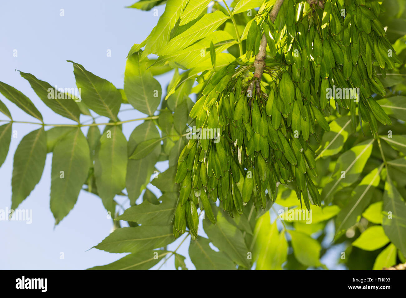 Gemeine Esche, Gewöhnliche Esche, Blätter, Blatt Und Unreife, Grüne ...