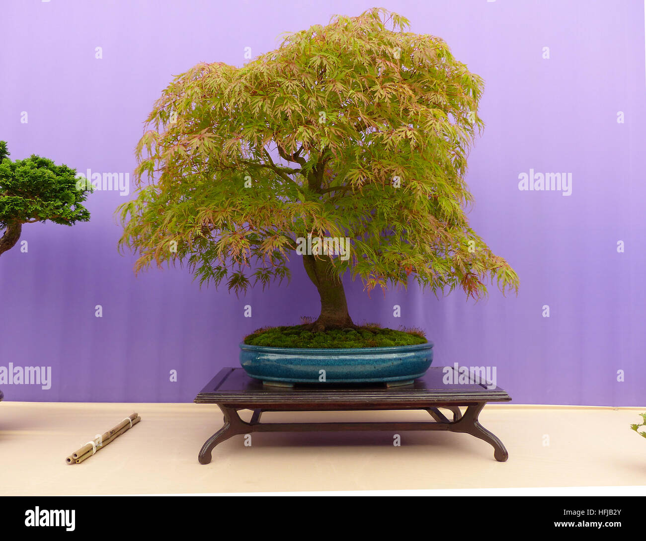 Japanese maple acer palmatum bonsai -Fotos und -Bildmaterial in hoher ...
