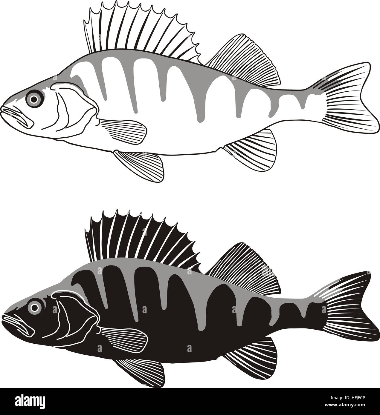 Fisch zeichnung barsch -Fotos und -Bildmaterial in hoher Auflösung – Alamy