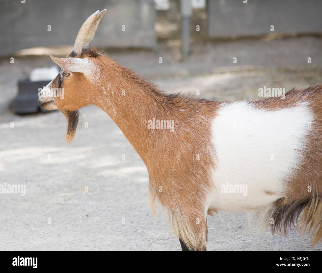 Goat profile -Fotos und -Bildmaterial in hoher Auflösung – Alamy