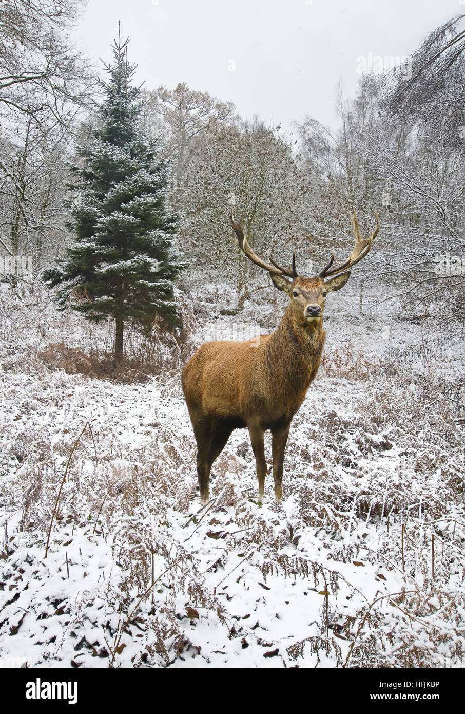 Rothirsch hirsch im schnee -Fotos und -Bildmaterial in hoher Auflösung ...