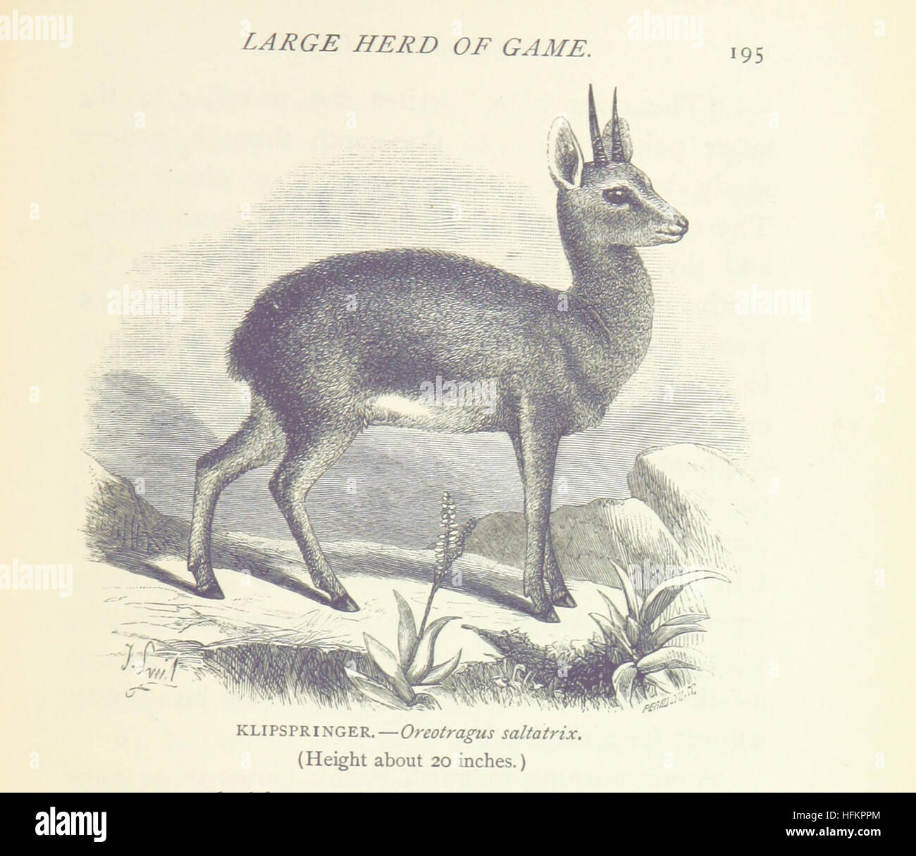 Dieses Bild von „Matabele Land und die Victoria Falls“ erkundet die ...