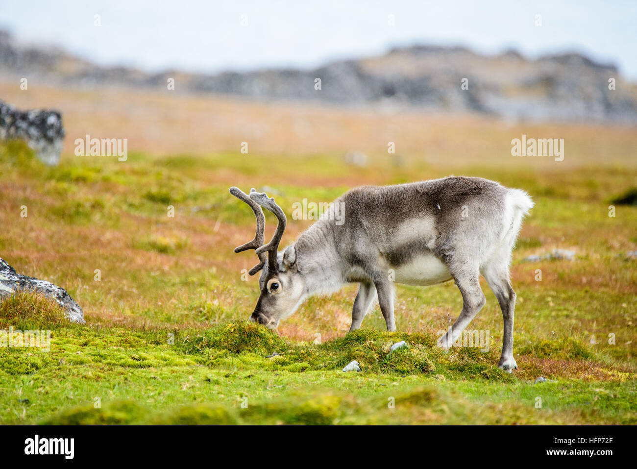 Rentier Geweihe Stockfotos und -bilder Kaufen - Alamy