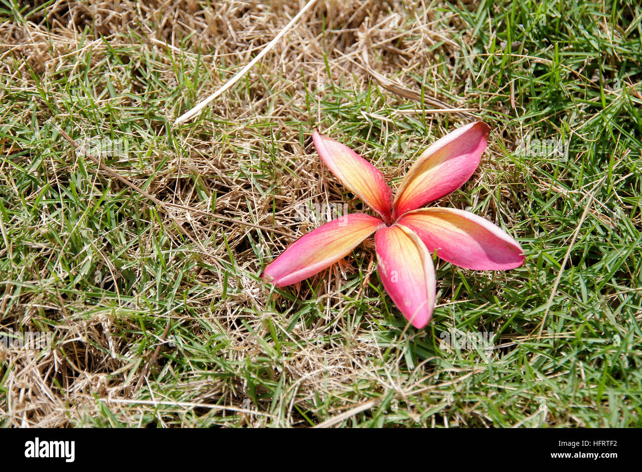 Red Frangipani Stockfotos und -bilder Kaufen - Alamy