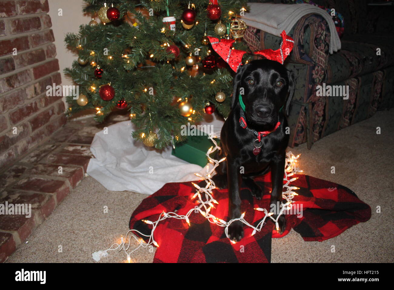 Lab with santa hat -Fotos und -Bildmaterial in hoher Auflösung – Alamy