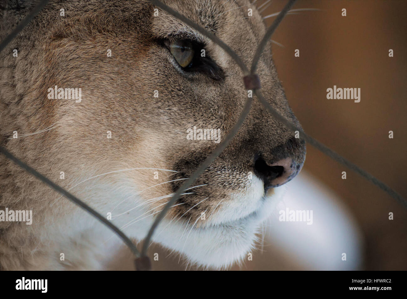 Puma am zaun -Fotos und -Bildmaterial in hoher Auflösung – Alamy