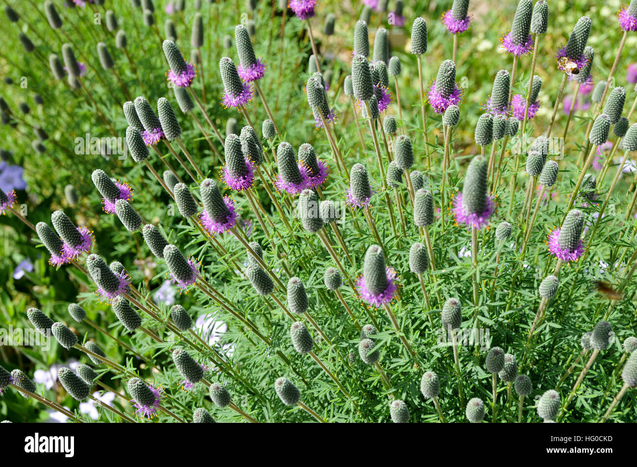 Dalea purpurea -Fotos und -Bildmaterial in hoher Auflösung – Alamy