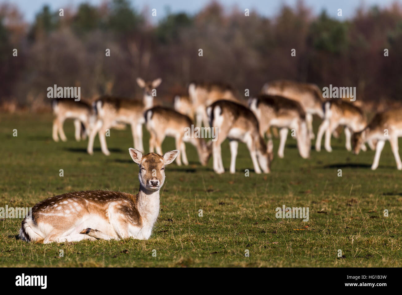 Eine Hirschkuh (weibliche Damwild) liegt in den Rasen an Tatton Park ...