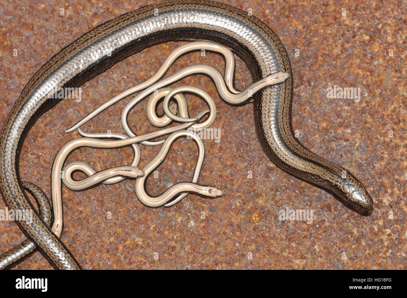 Europäischer langsamer wurm -Fotos und -Bildmaterial in hoher Auflösung ...