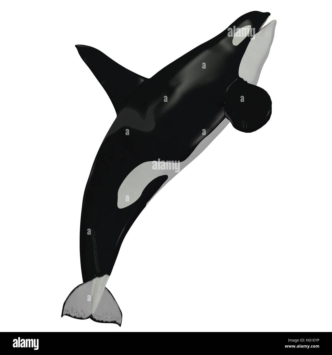 Der Schwertwal auch bekannt als Orca ist eines der größten Raubtiere ...