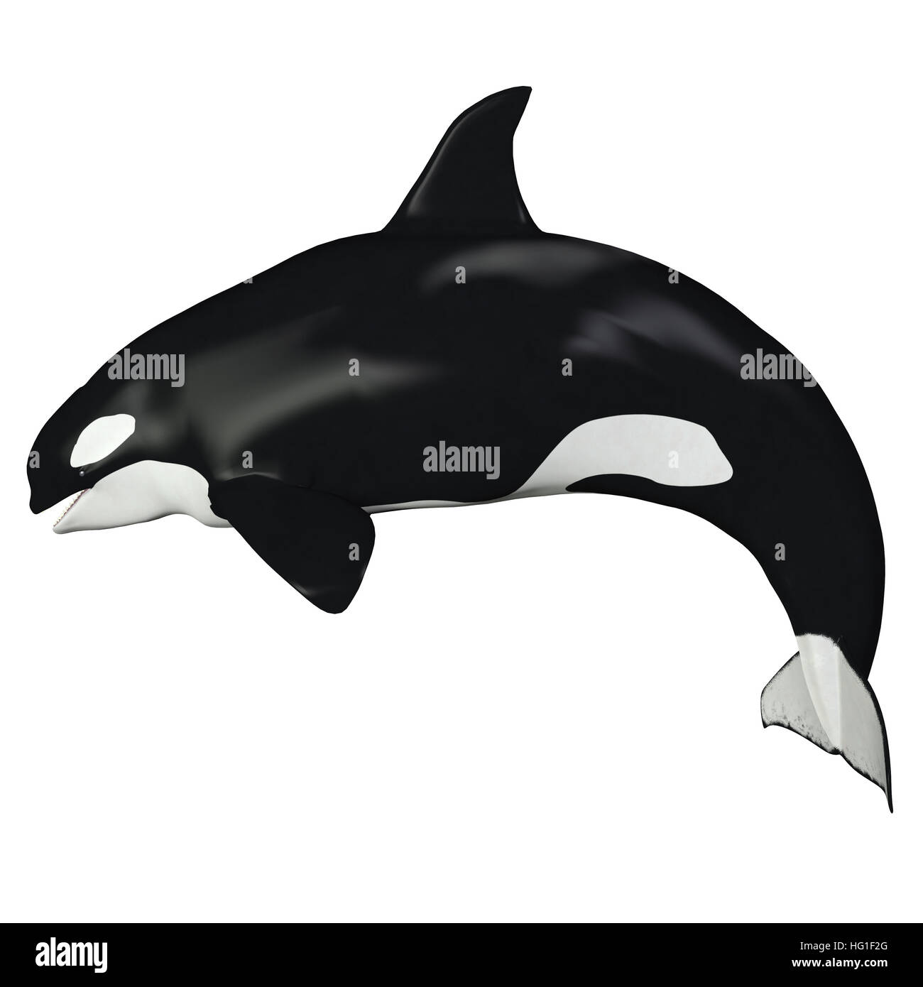 Der Schwertwal auch bekannt als Orca ist eines der größten Raubtiere ...