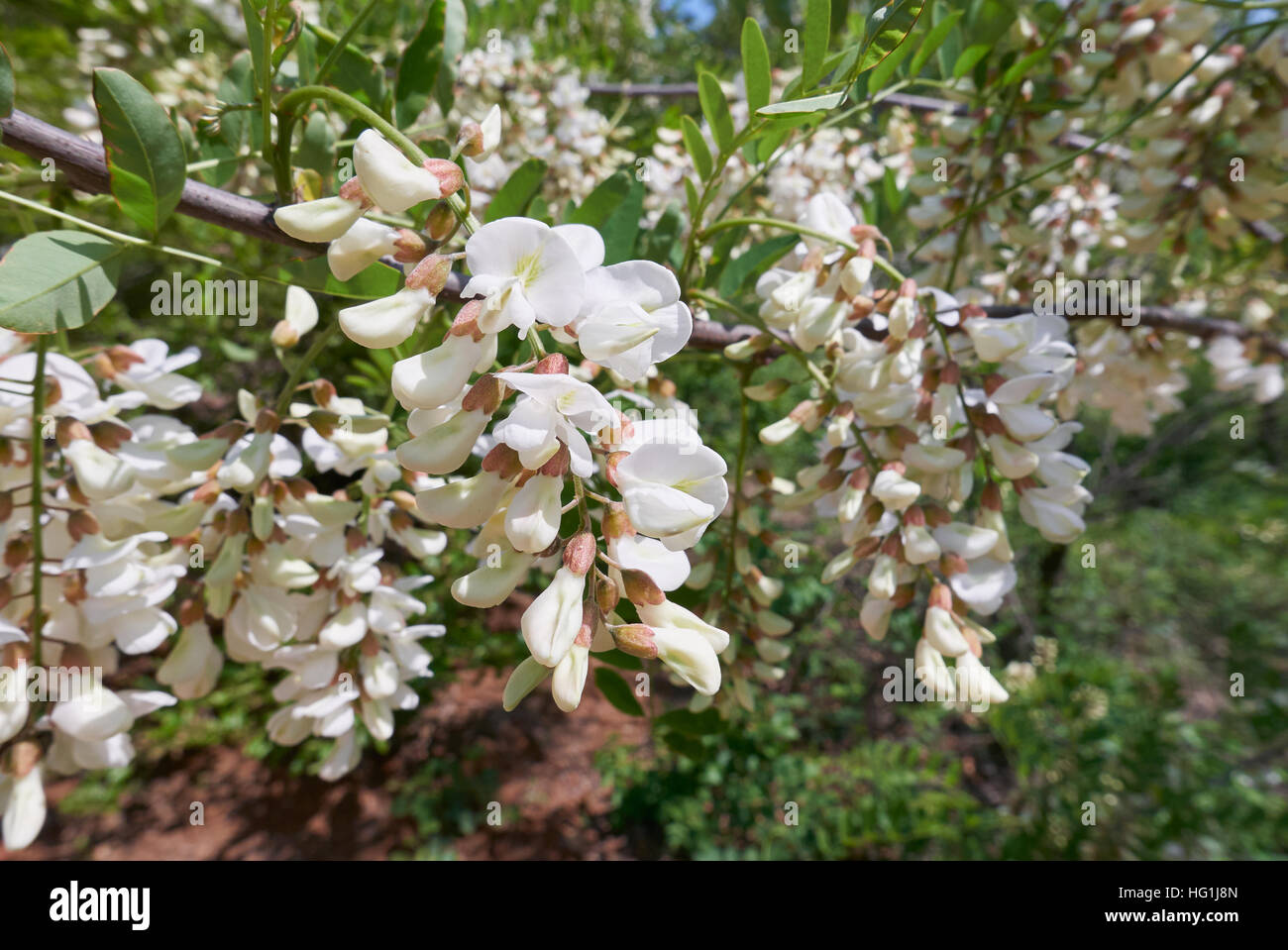 Acacia flowers -Fotos und -Bildmaterial in hoher Auflösung – Alamy