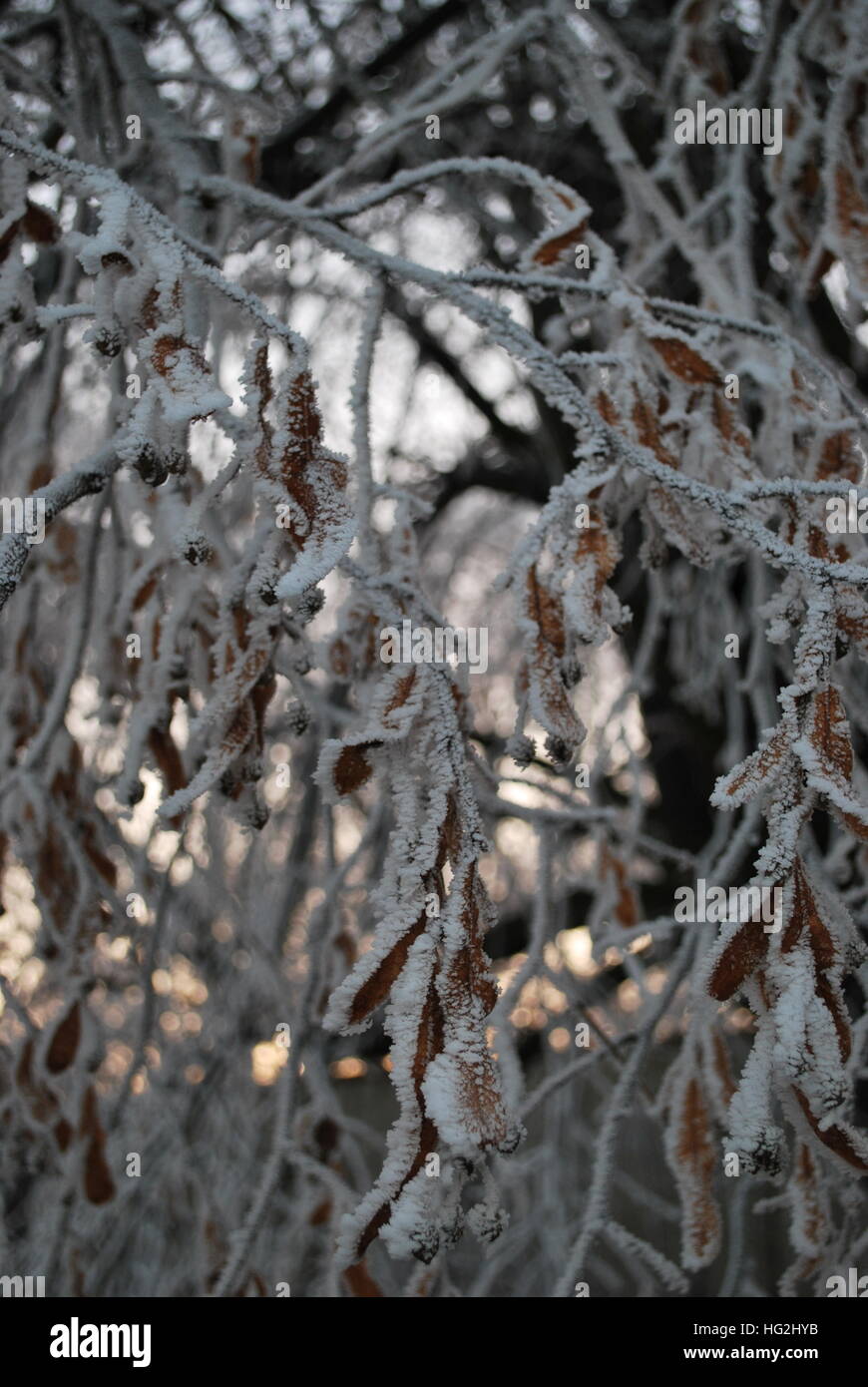 Tillia baum -Fotos und -Bildmaterial in hoher Auflösung – Alamy