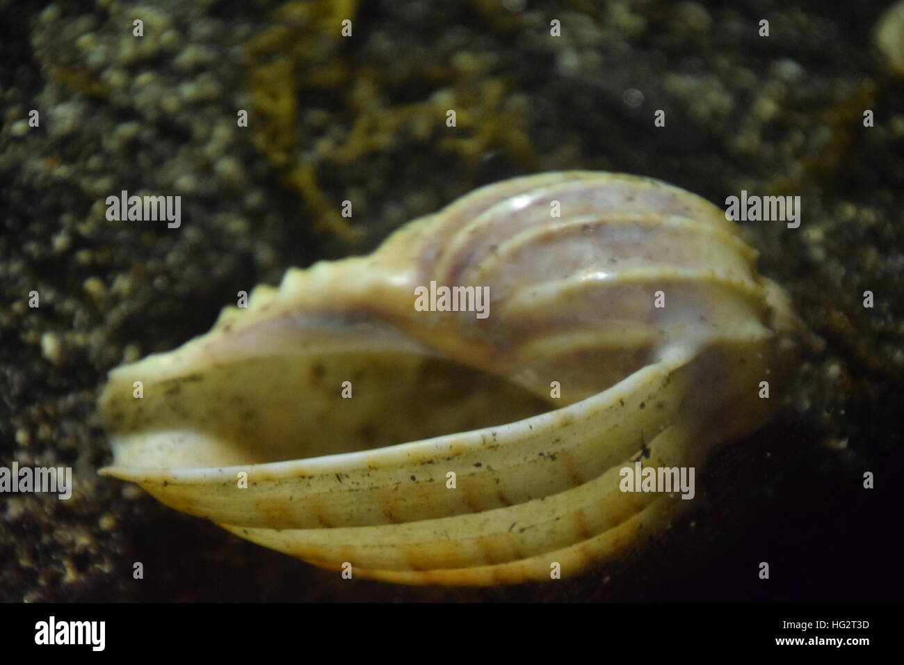 Muschel unter wasser -Fotos und -Bildmaterial in hoher Auflösung – Alamy
