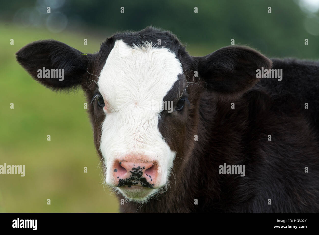 Kuh kalb baby -Fotos und -Bildmaterial in hoher Auflösung – Alamy