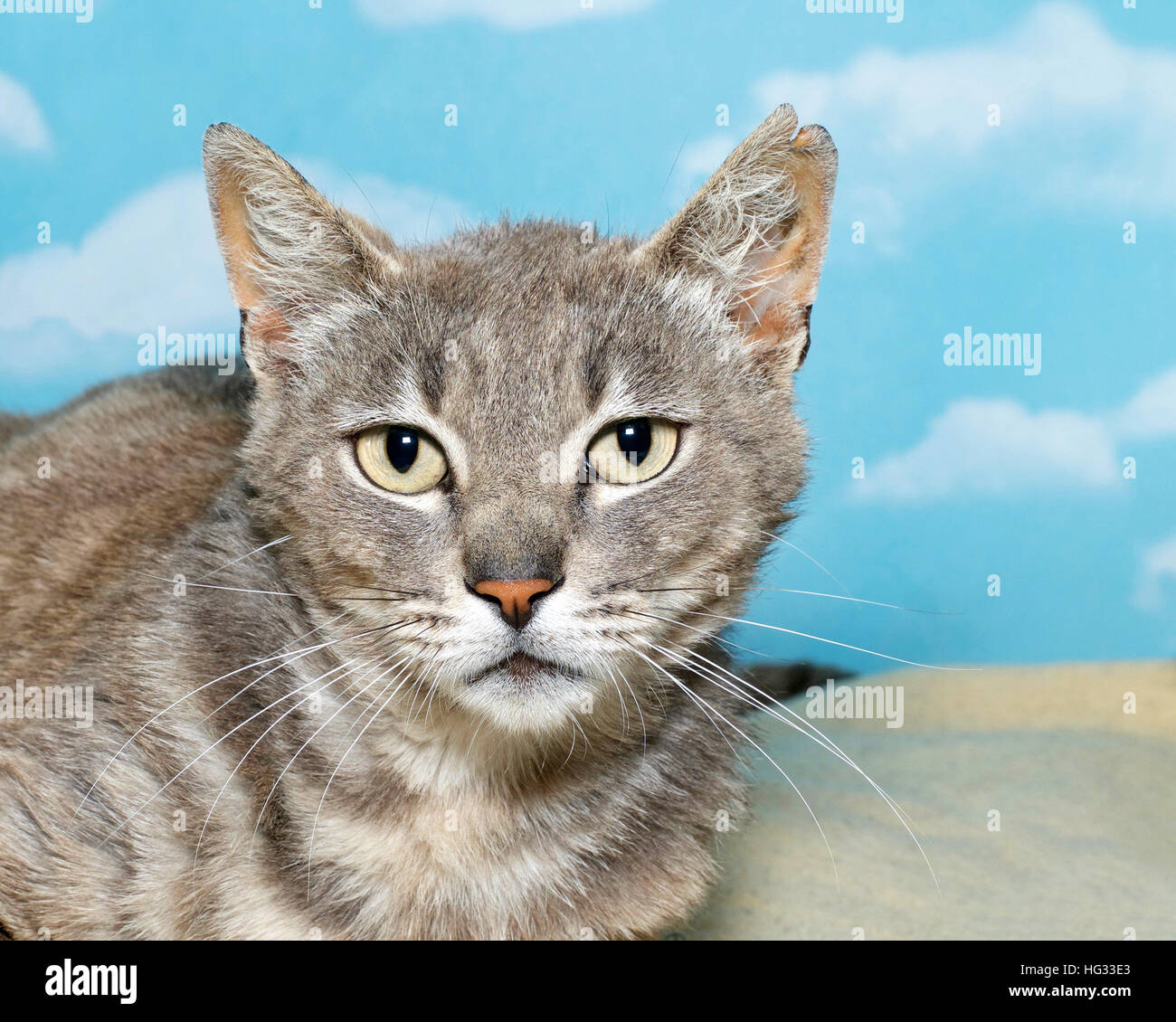 Silver grey tabby cat laying -Fotos und -Bildmaterial in hoher ...