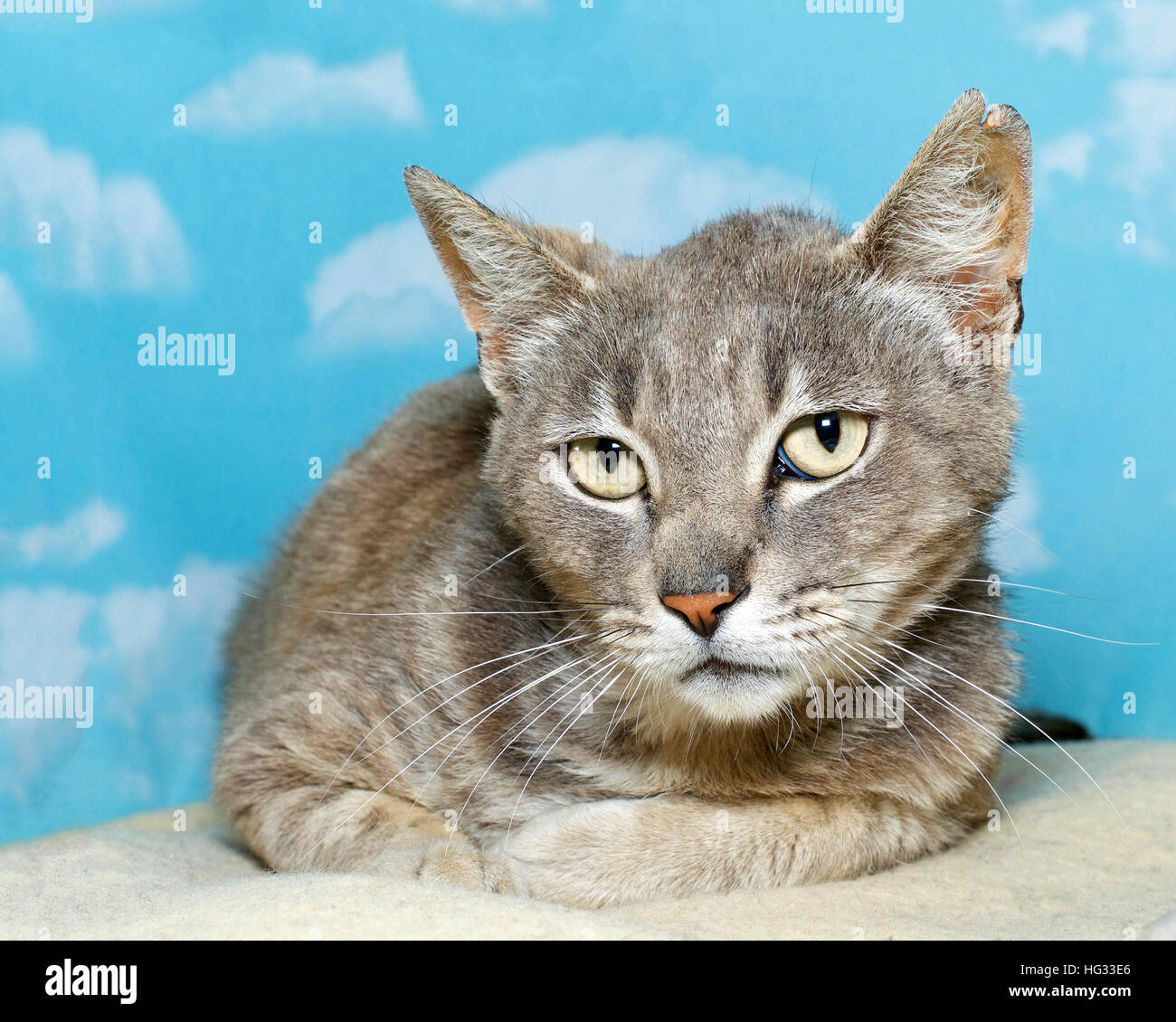 Silver grey tabby cat laying -Fotos und -Bildmaterial in hoher ...