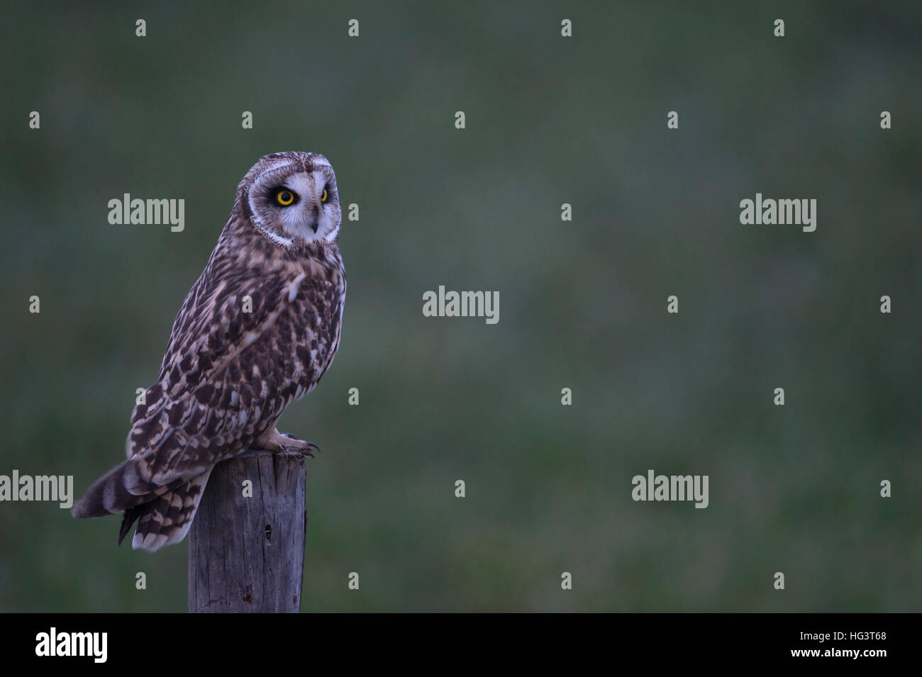 Nasse eule -Fotos und -Bildmaterial in hoher Auflösung – Alamy