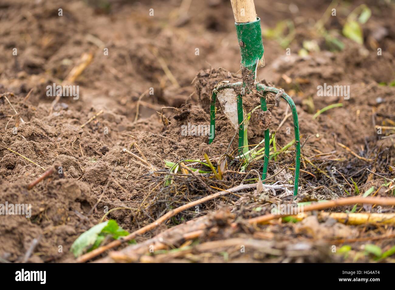 Gabel im Garten. Gabel genagelt in Gartenerde, Nahaufnahme von Gärtner ...
