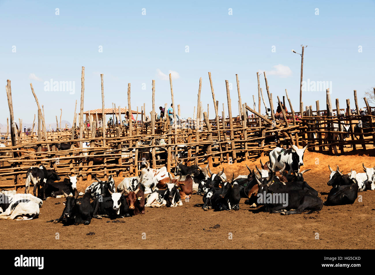 Zebu Rinder Stockfotos und -bilder Kaufen - Alamy