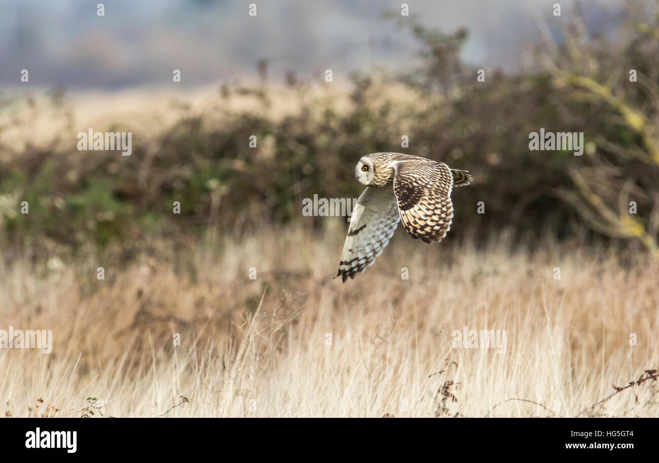 Fliegende waldohreule im winter -Fotos und -Bildmaterial in hoher Auflösung – Alamy