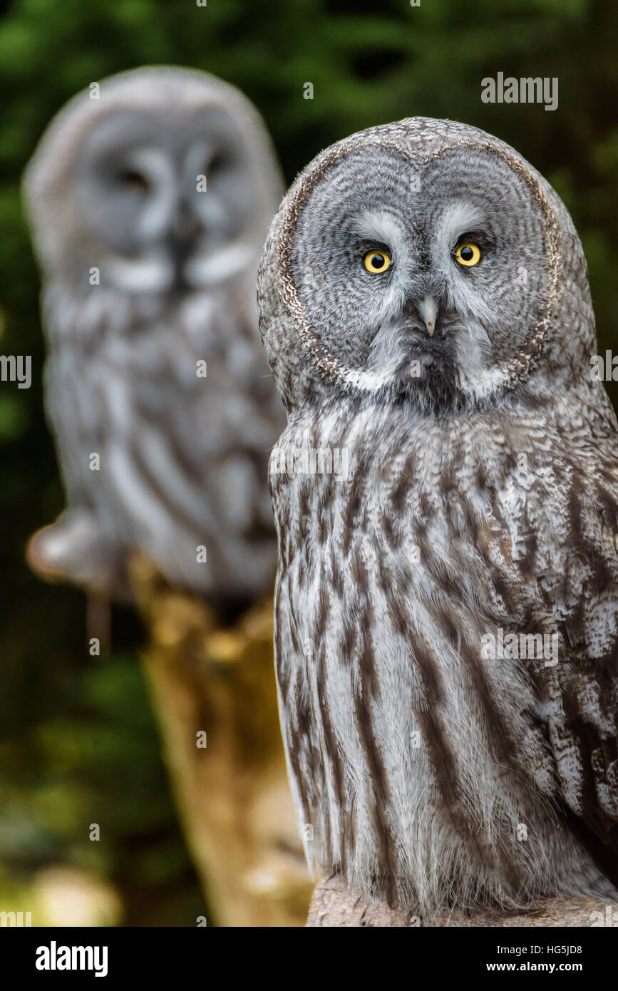 Zoo della fauna -Fotos und -Bildmaterial in hoher Auflösung – Alamy