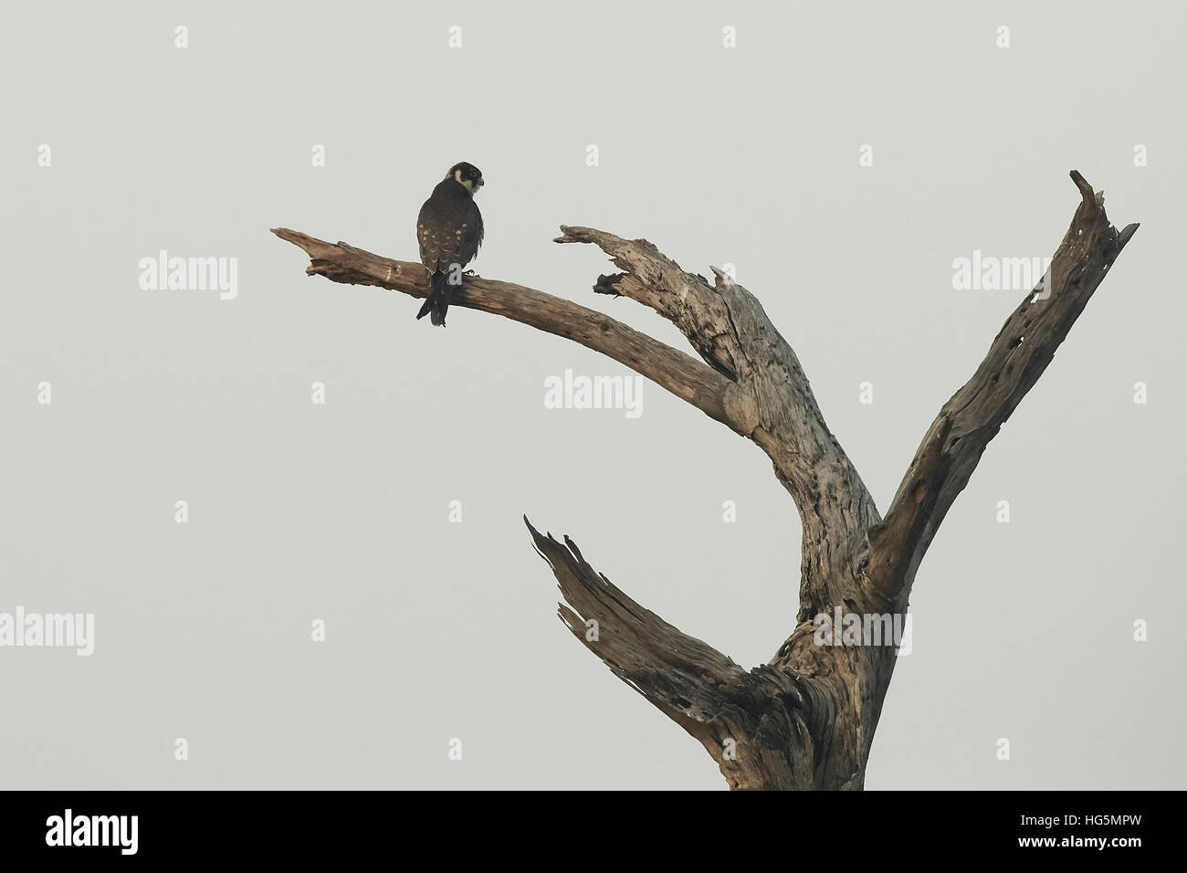 Falco subbuteo head -Fotos und -Bildmaterial in hoher Auflösung – Alamy