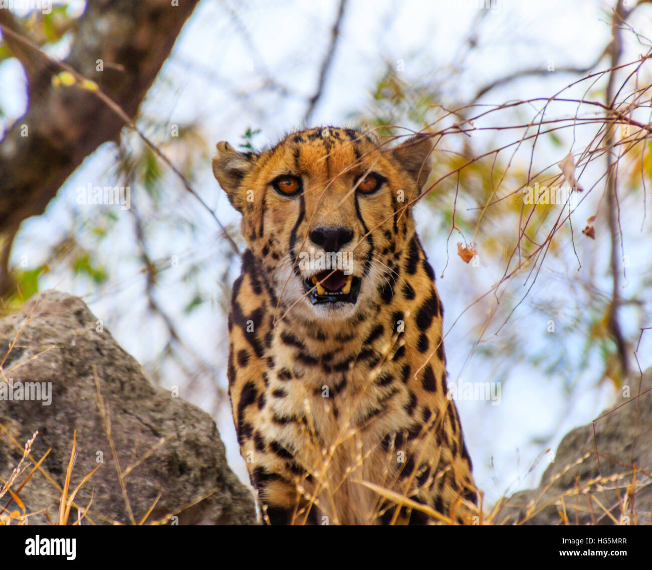 Gelber gepard -Fotos und -Bildmaterial in hoher Auflösung - Seite 3 - Alamy