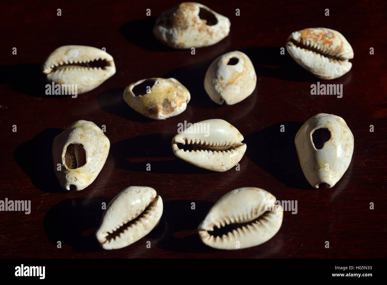 Money cowries -Fotos und -Bildmaterial in hoher Auflösung – Alamy