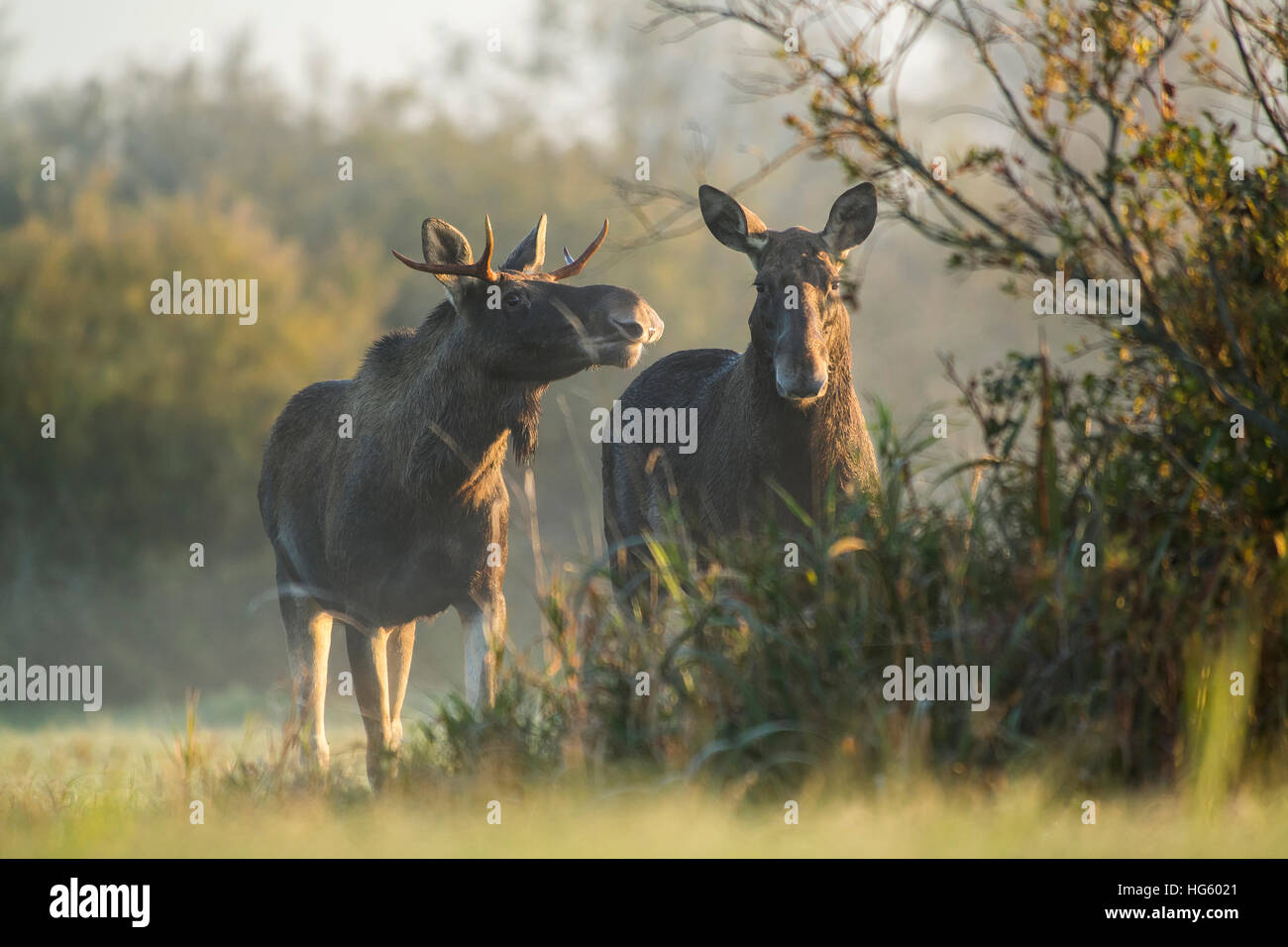 Paar elche -Fotos und -Bildmaterial in hoher Auflösung – Alamy