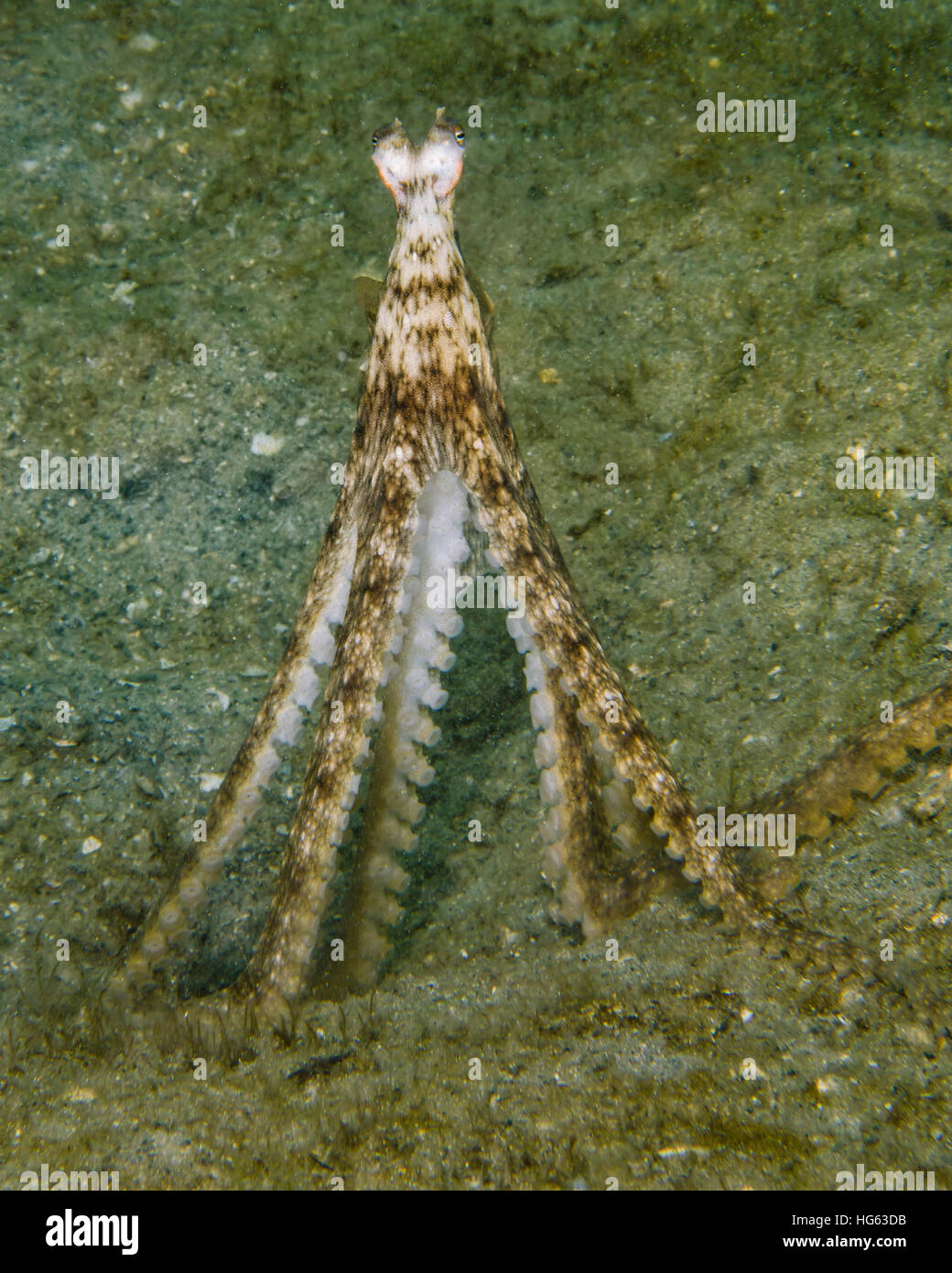Octopus defilippi -Fotos und -Bildmaterial in hoher Auflösung – Alamy