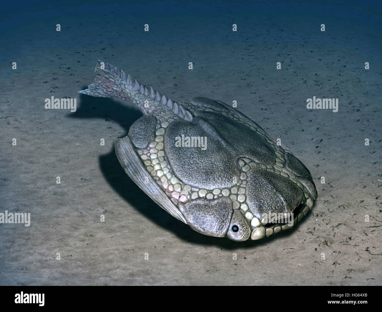 Fischarten deutschland -Fotos und -Bildmaterial in hoher Auflösung – Alamy