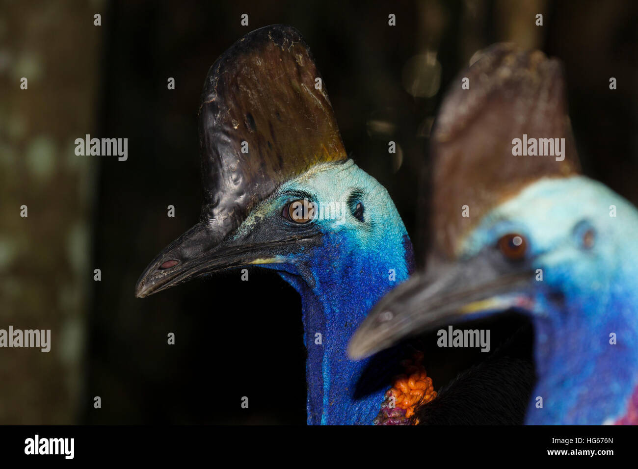 Australasianischer kasuar -Fotos und -Bildmaterial in hoher Auflösung ...