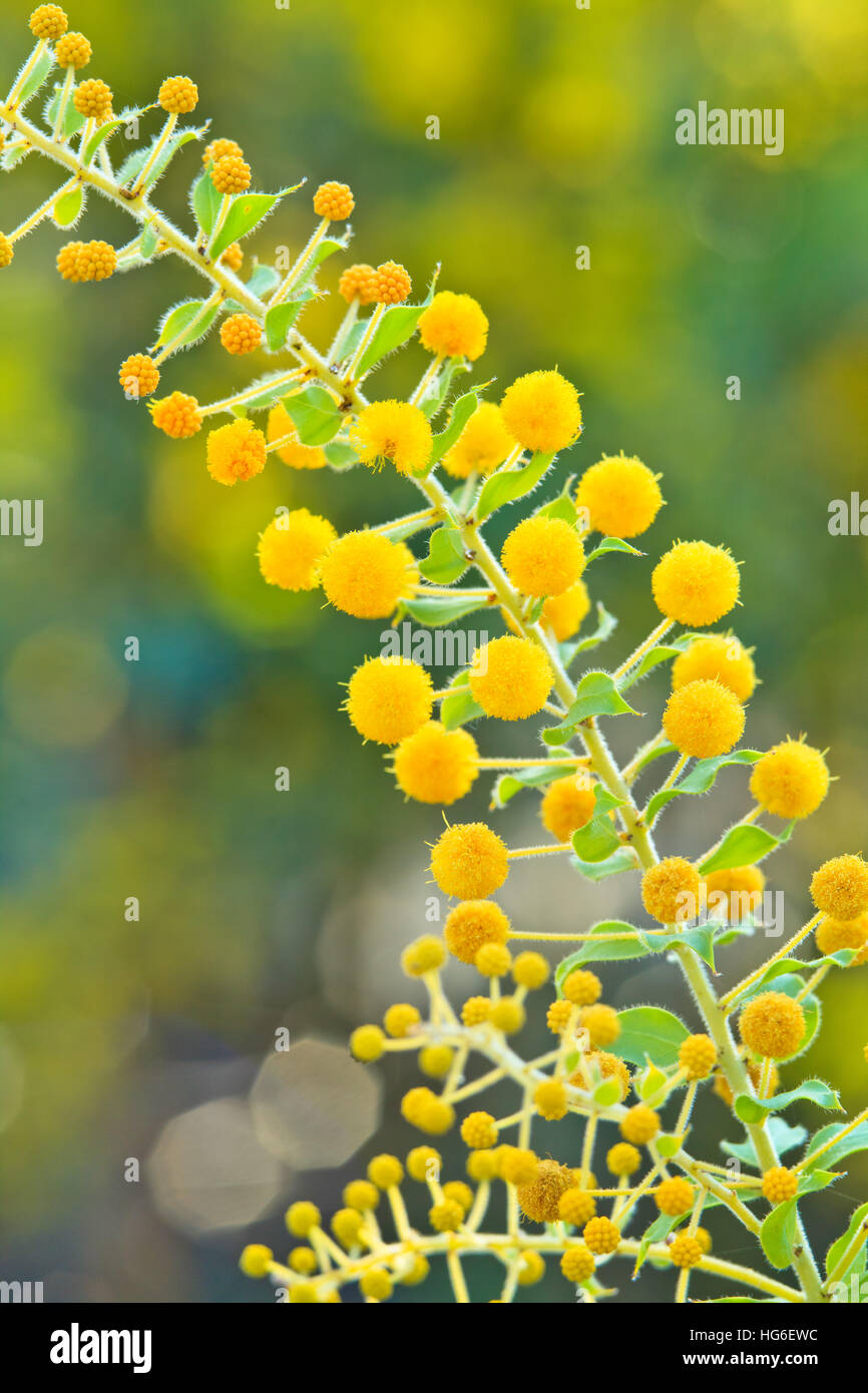 Eine akazie -Fotos und -Bildmaterial in hoher Auflösung – Alamy