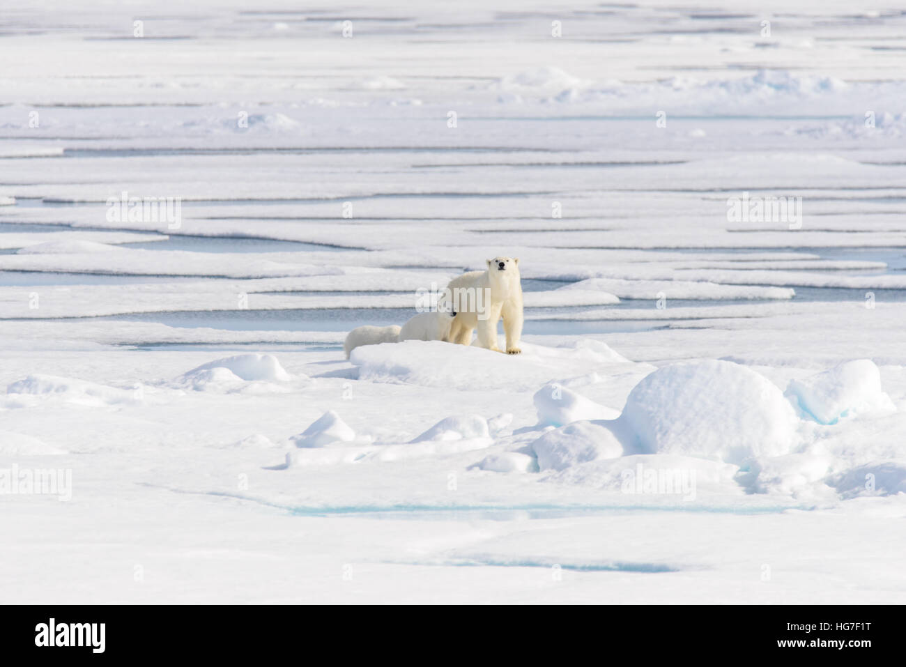 Eisbär-Mutter (Ursus Maritimus) und Twin-jungen auf dem Packeis ...