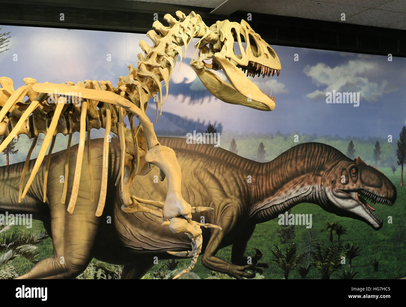 Allosaurus-Skelett vor Wandbild Steinbruch Ausstellungshalle im ...