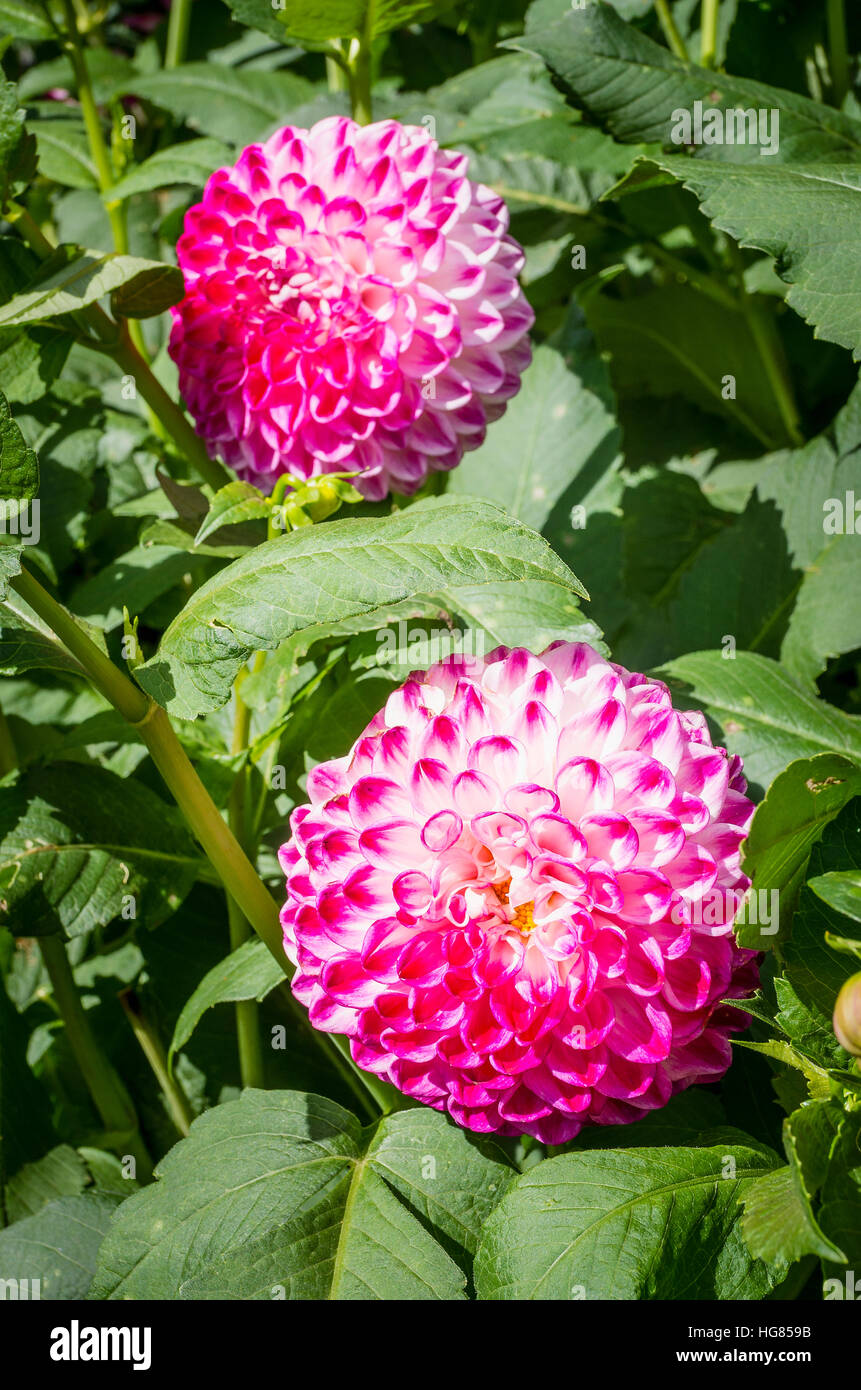Rosa cremefarben -Fotos und -Bildmaterial in hoher Auflösung – Alamy