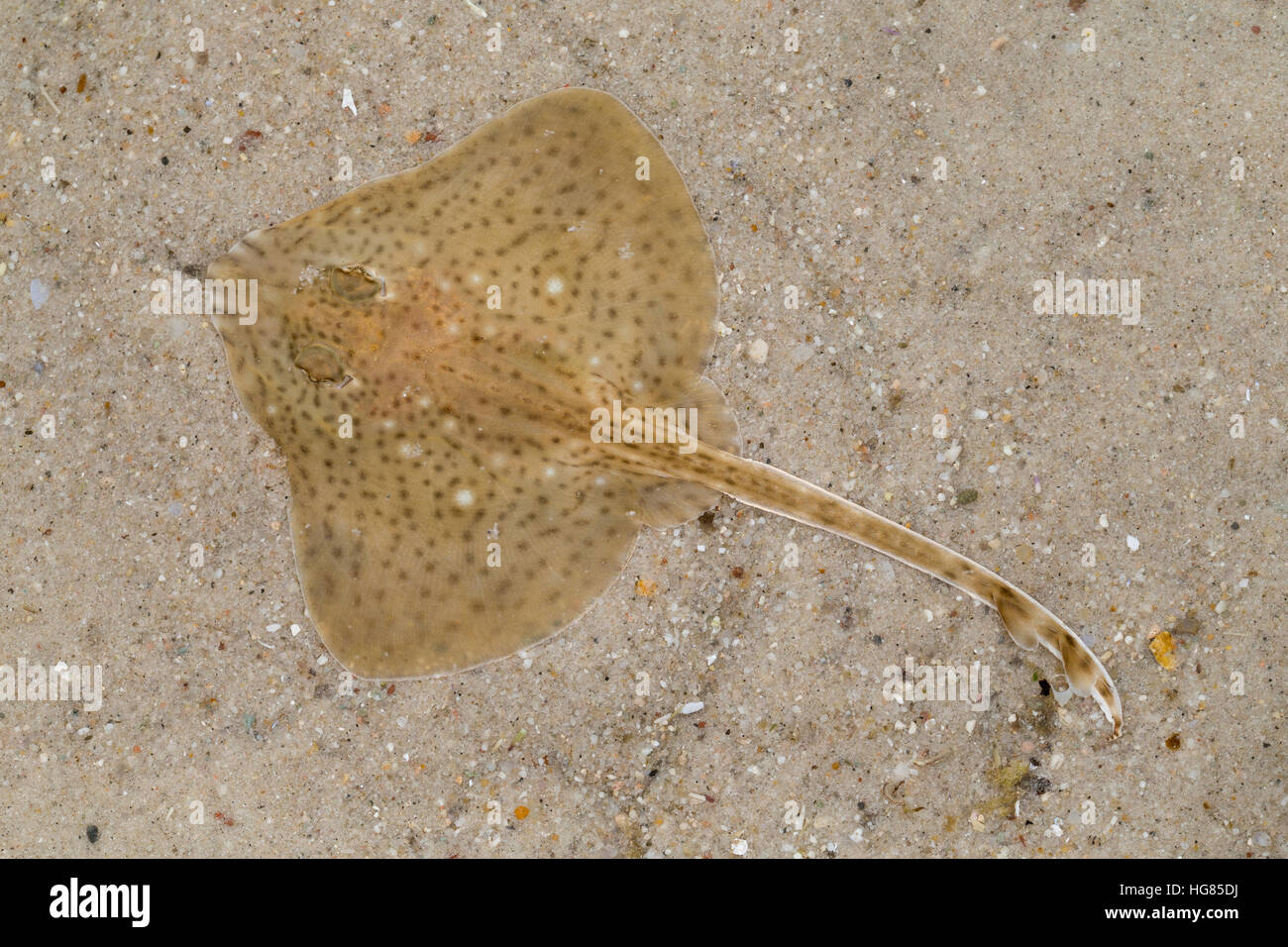 Homelyn ray raja montagui -Fotos und -Bildmaterial in hoher Auflösung ...