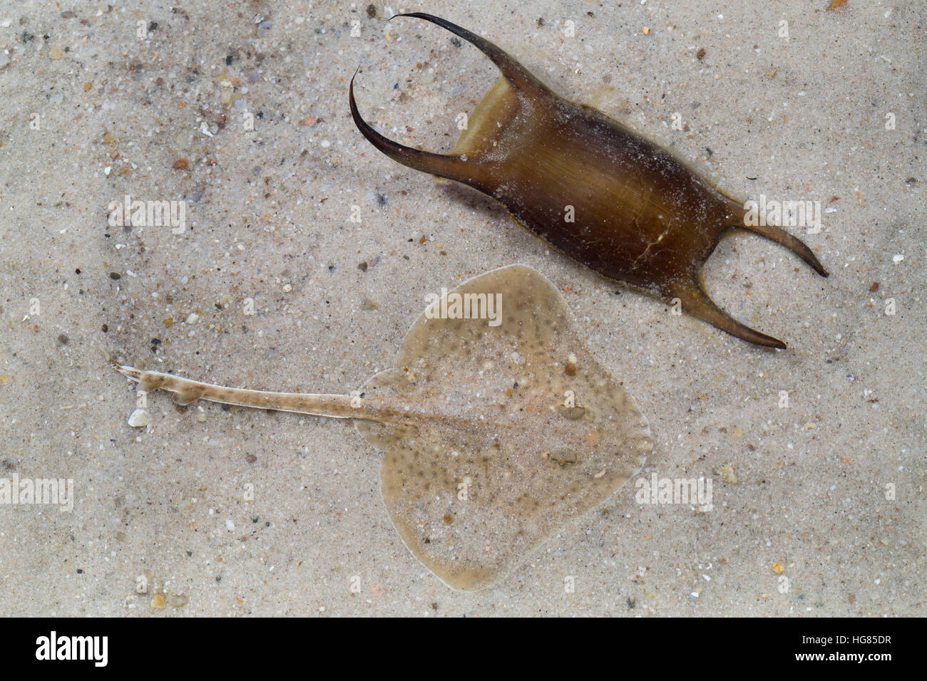 Homelyn ray raja montagui -Fotos und -Bildmaterial in hoher Auflösung ...