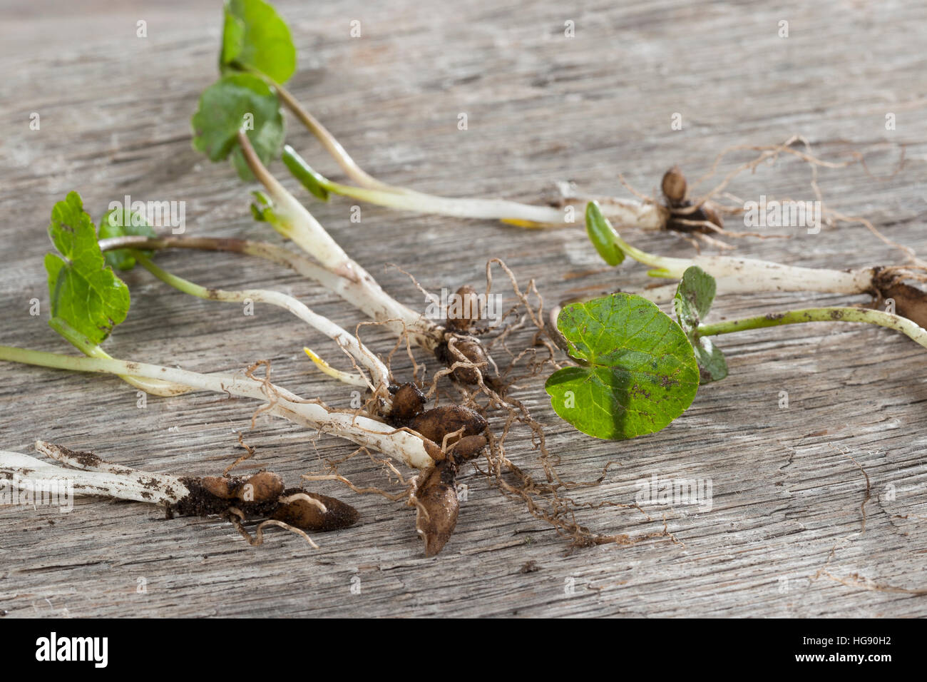Scharbockskraut, Wurzelknolle, Wurzelknöllchen, Speicherorgane, Wurzel ...