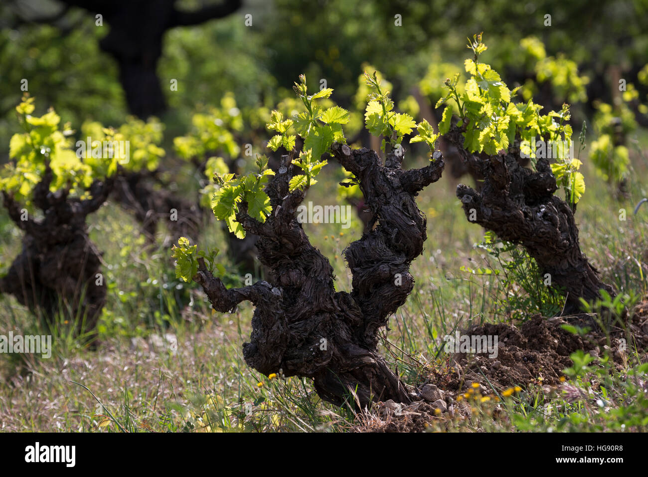 Weinrebe, Wein, Weintraube, Weintrauben, Wein-Rebe, Weinanbau, Anbau ...
