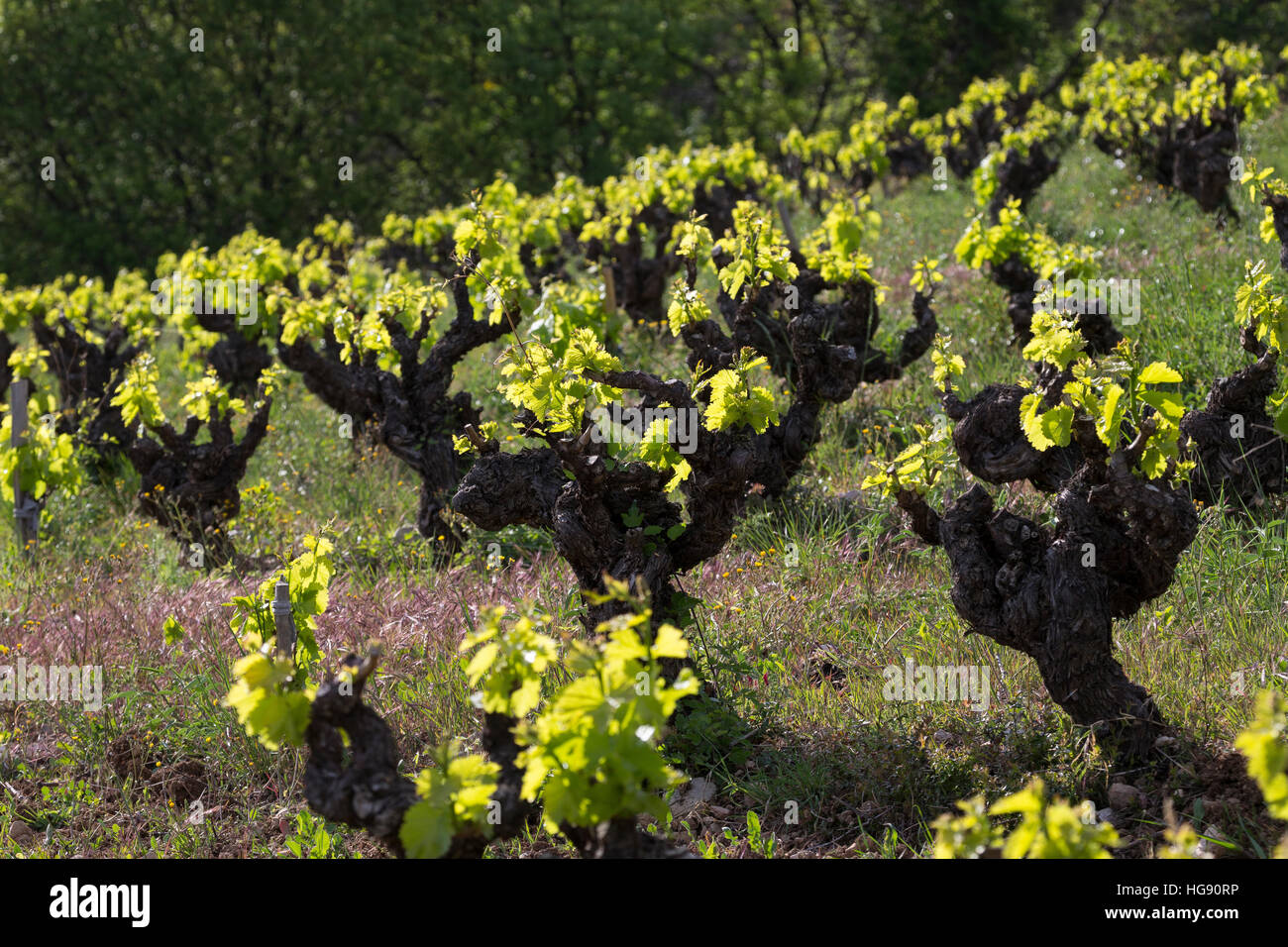 Weinrebe, Wein, Weintraube, Weintrauben, Wein-Rebe, Weinanbau, Anbau ...
